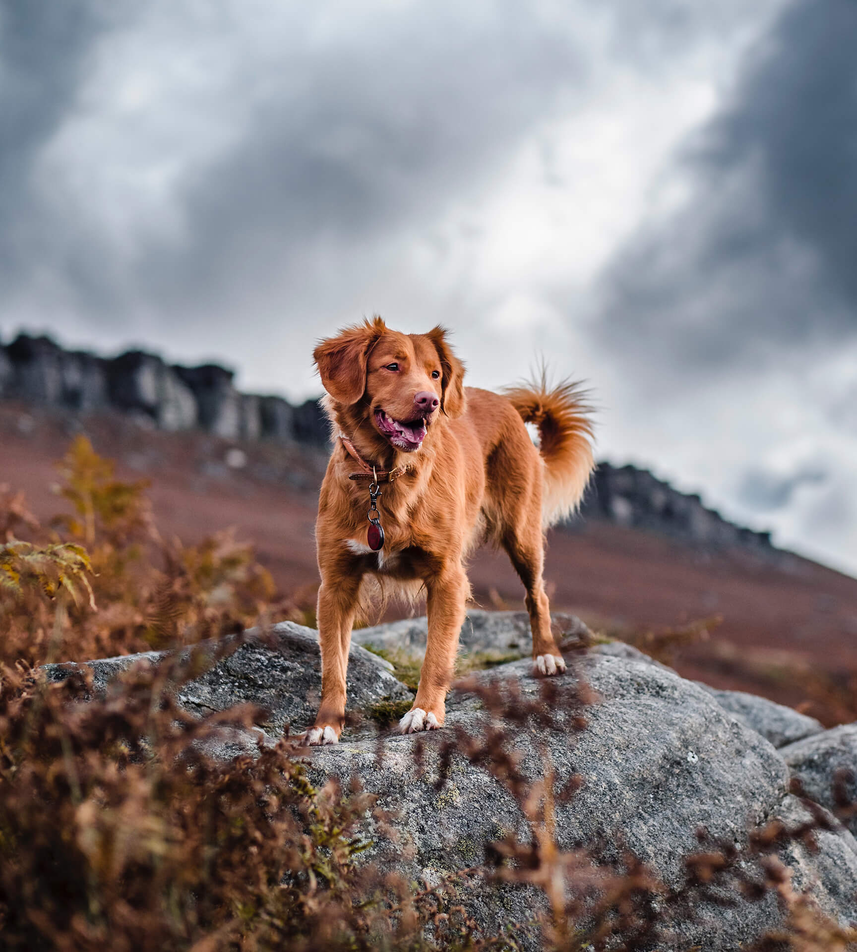 Expert advice on how to keep pets cool and safe in the sun – Pawsters ...